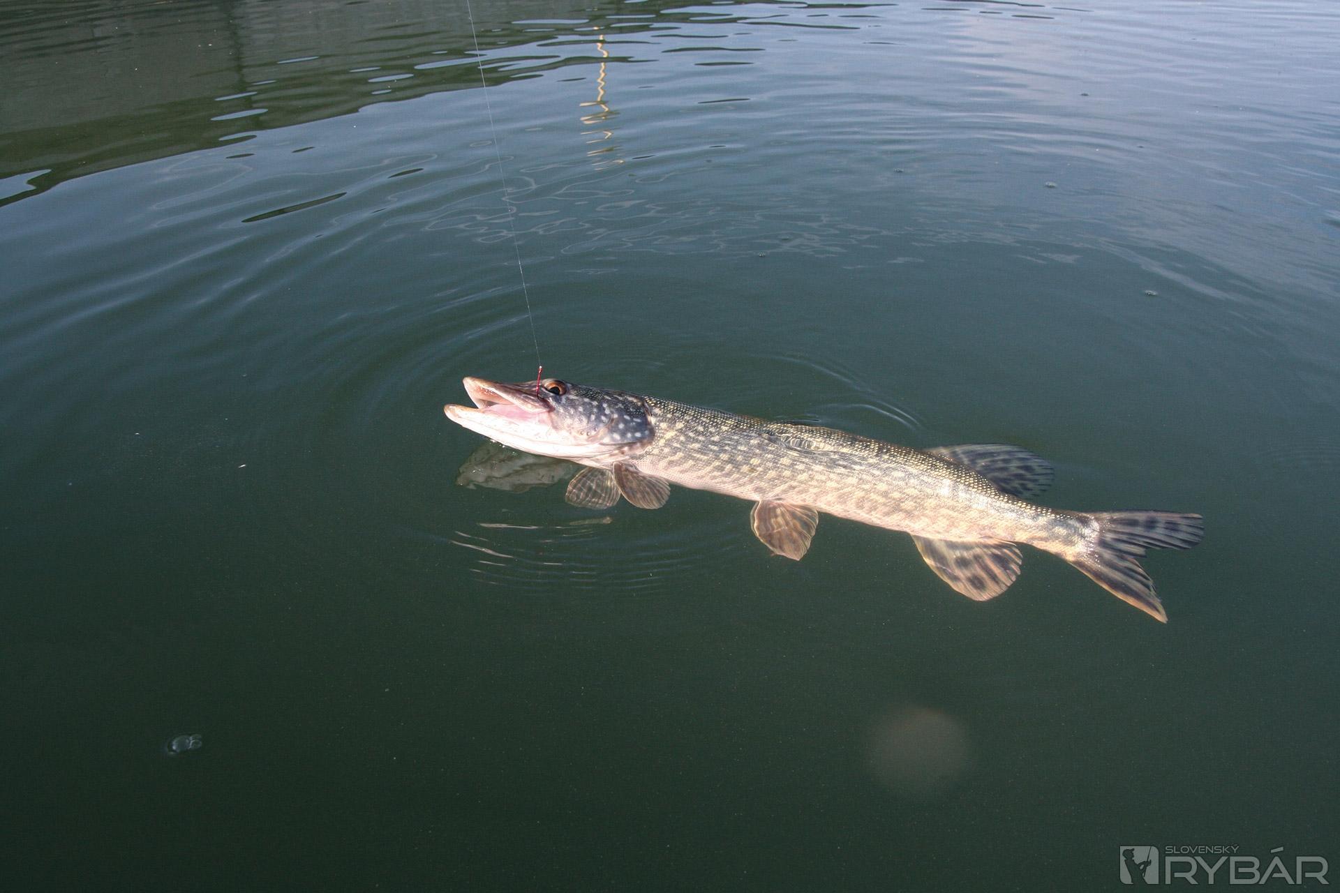 Šťuka – zubatá krásavica | Slovenský RYBÁR