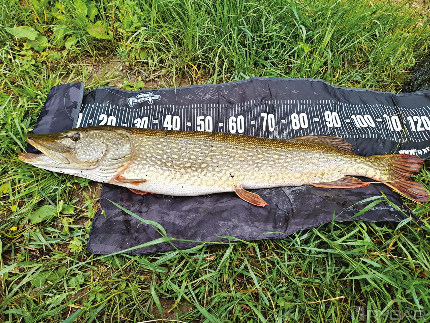 Na šťuky celoročne | Slovenský RYBÁR