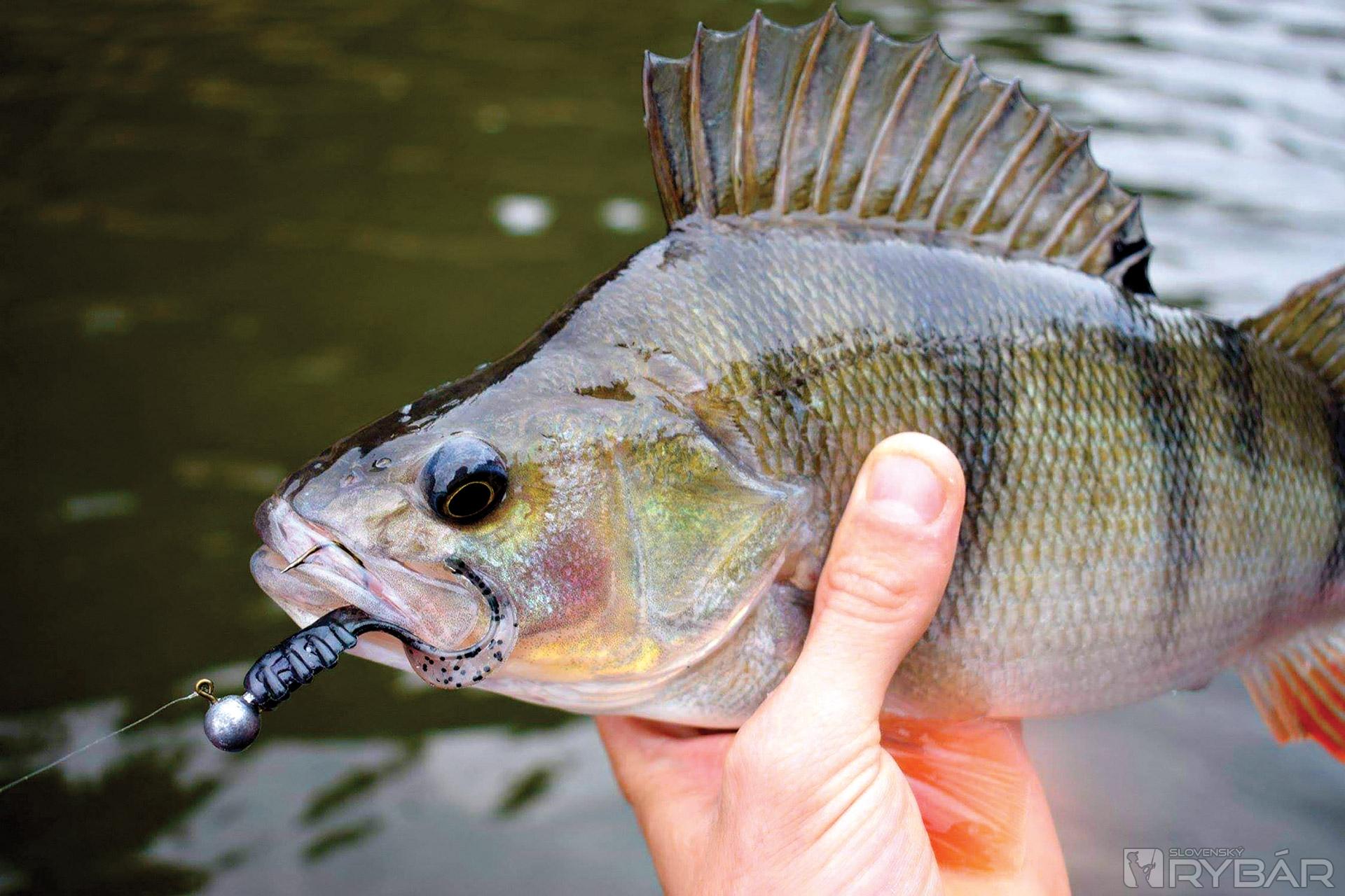 Ostriež - milovaný aj zatracovaný | Slovenský RYBÁR